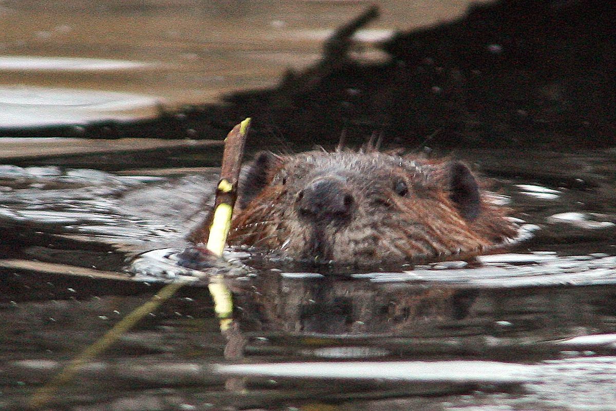 The mystery of Minnesota’s new beaver meat law