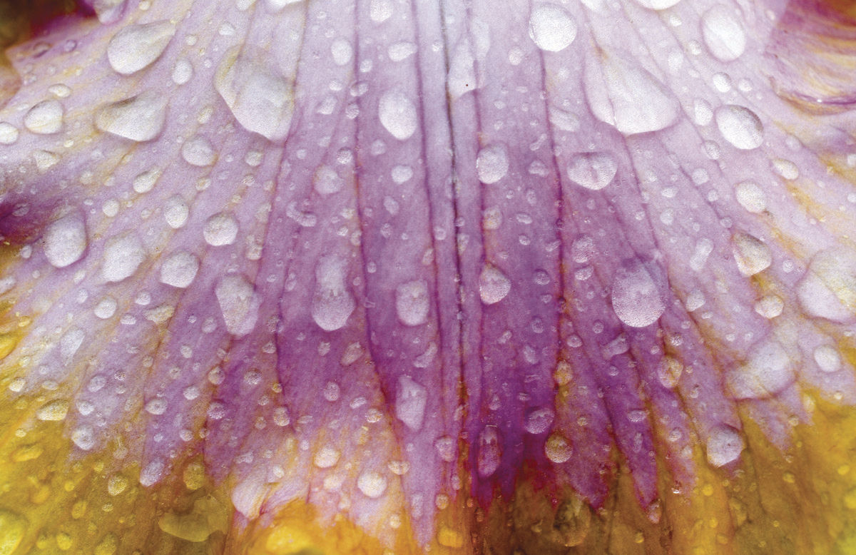 Feature photo: Spring rain showers