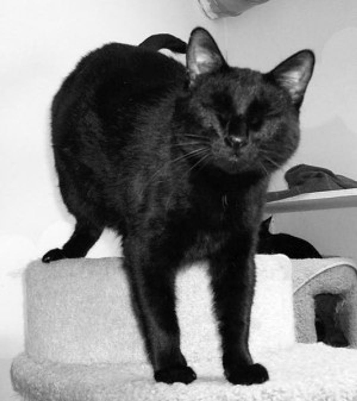 PETS OF THE WEEK: Gypsy