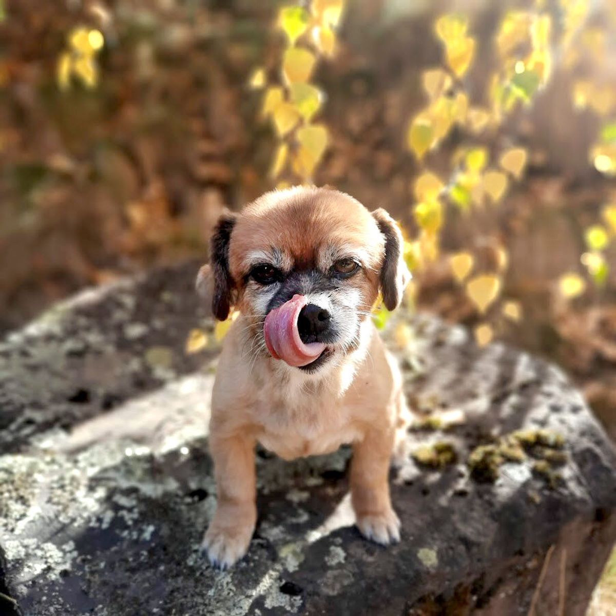 Cute Puppy Alert