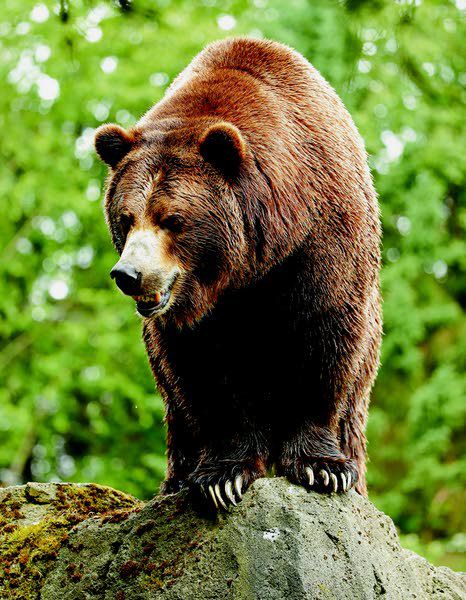 Feds aim to bring grizzlies back