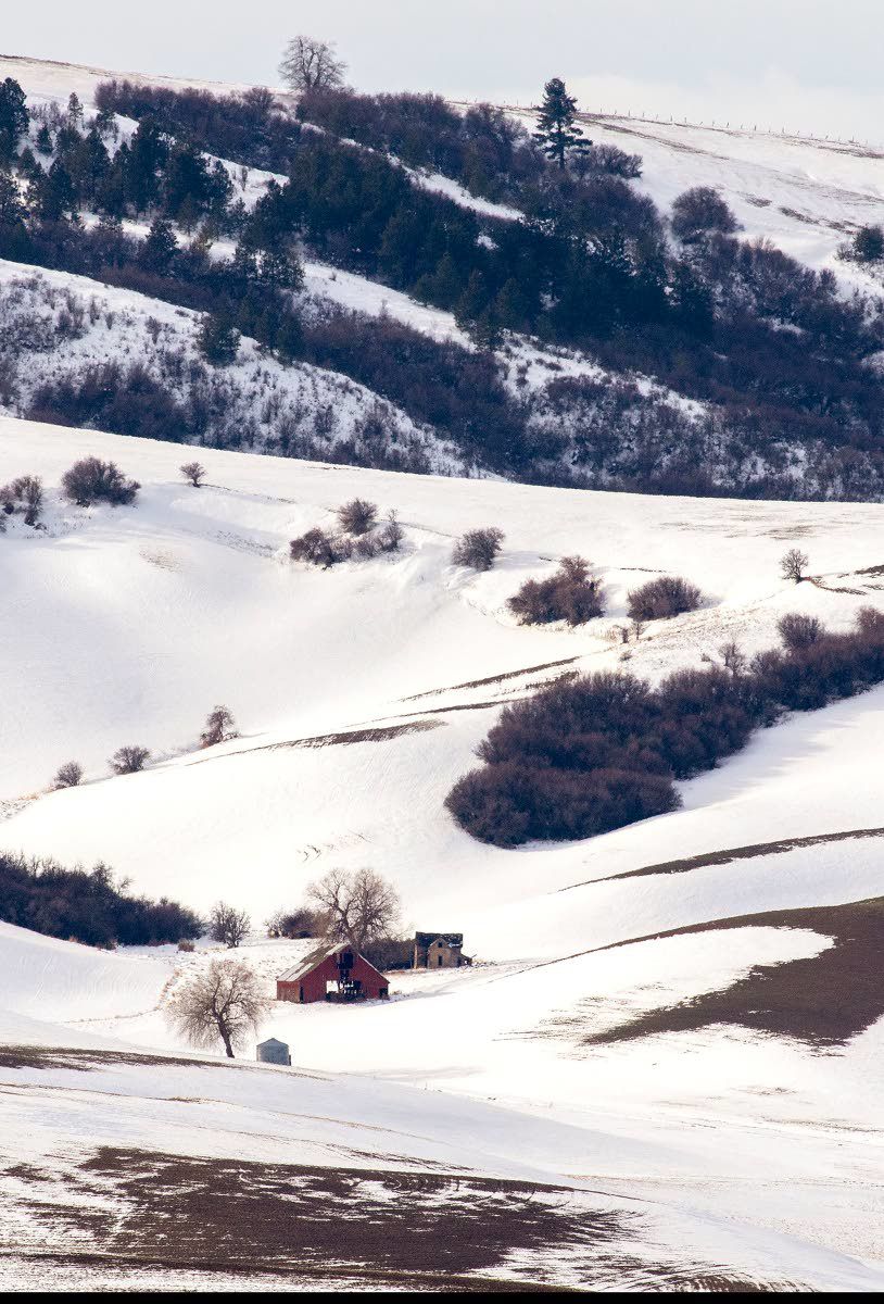 Photo: Palouse hills in the snow