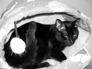 PET OF THE WEEK: Kiko