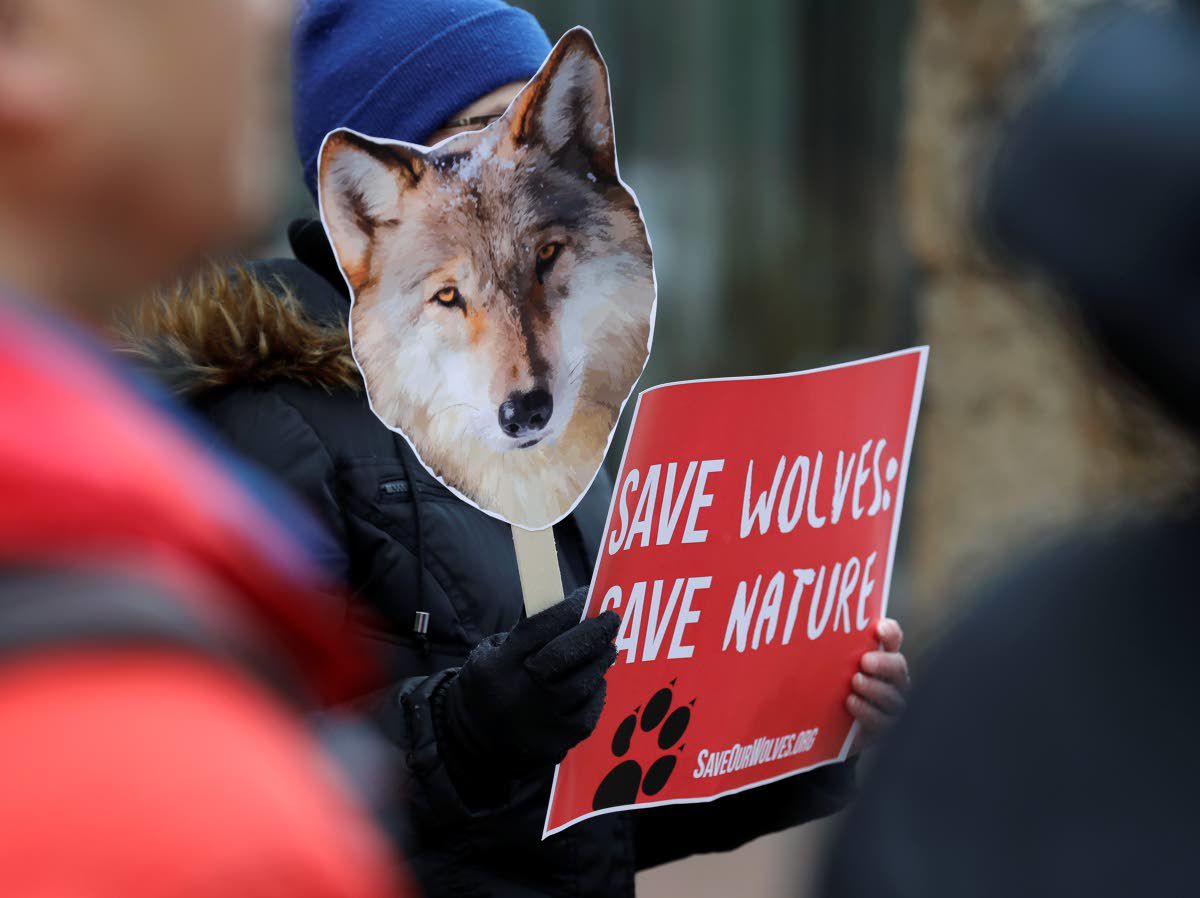 State official supports delisting wolves in Wash.