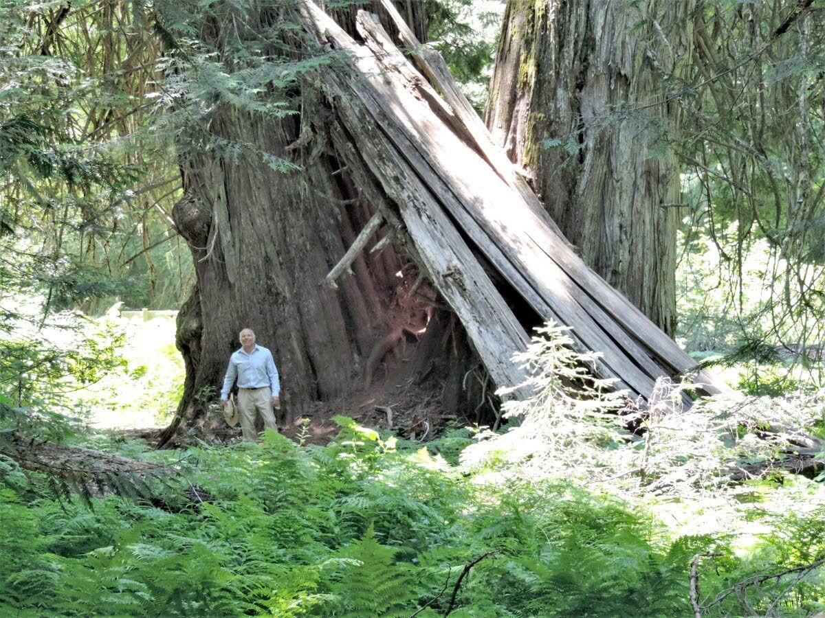 Giant cedars