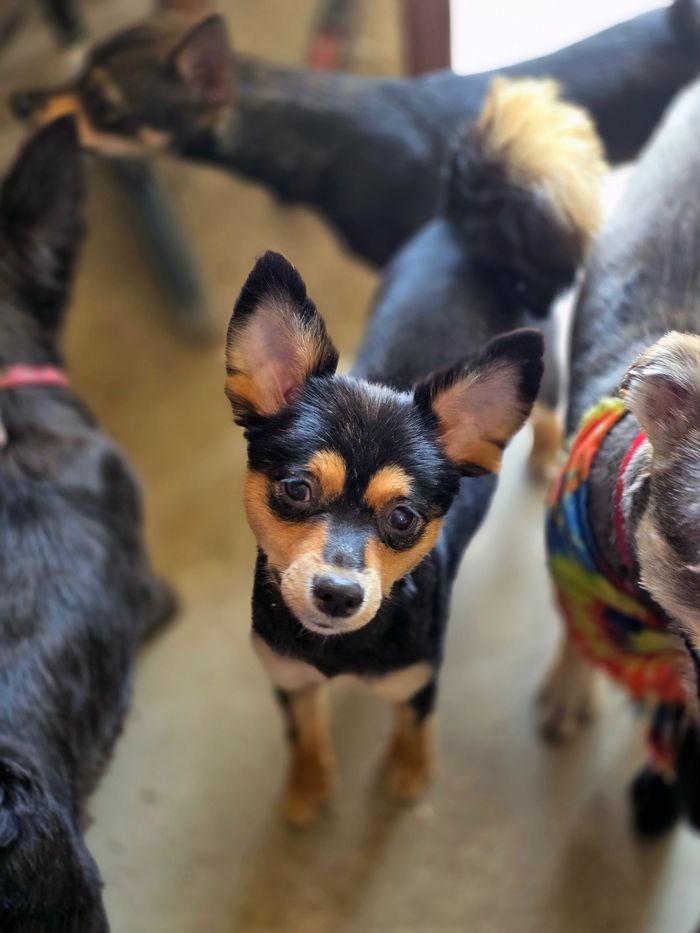Paws and Claws Rescue gives dogs from Albion hoarding home a...