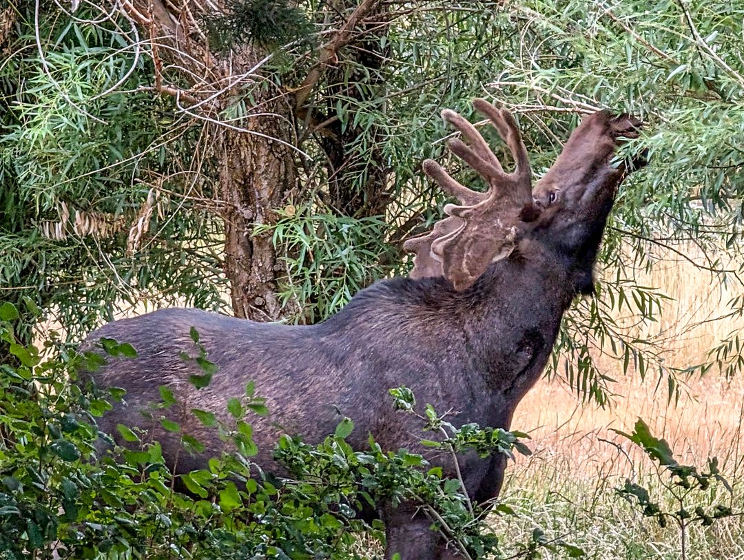 Moose on the Palouse: It may not seem like prime habitat, but they are...
