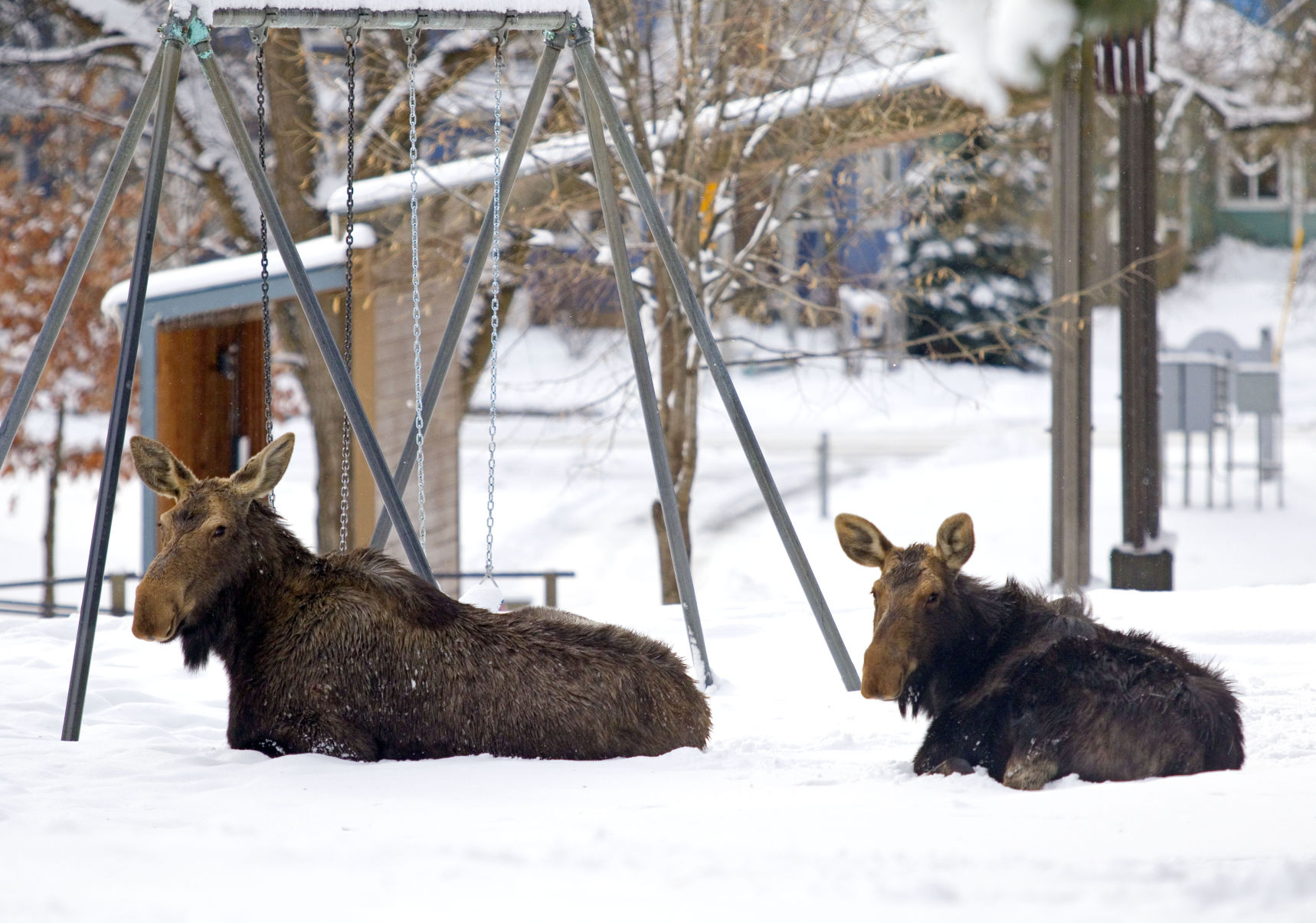 Feature photo: Moscow Moose