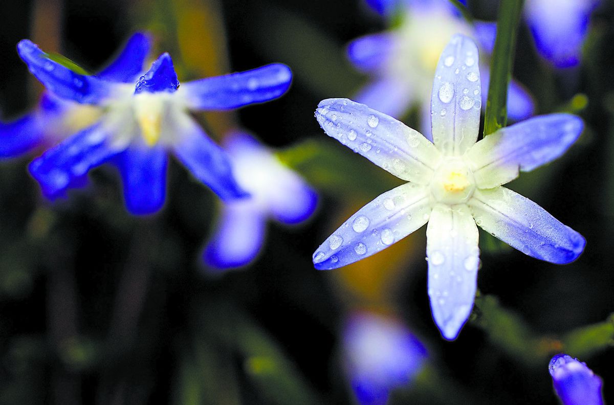 The face of spring