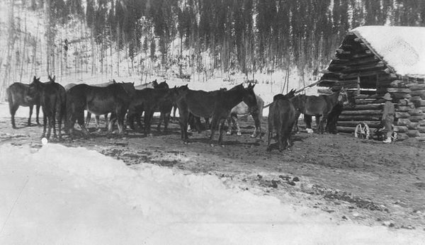 The many eras of the Taylor Wilderness Research Station