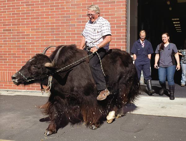'Mak' the yak gets back on track