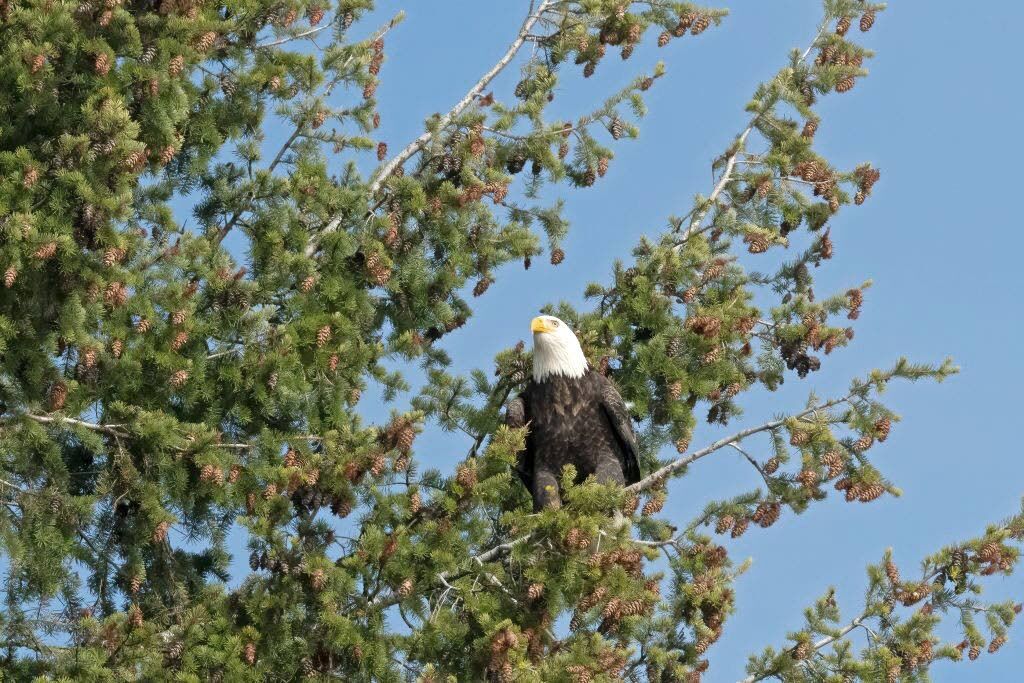 Eagle