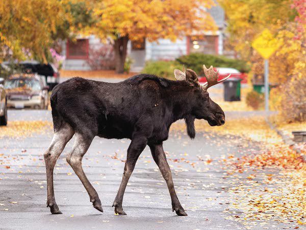 Moscow moose spotted northwest of downtown