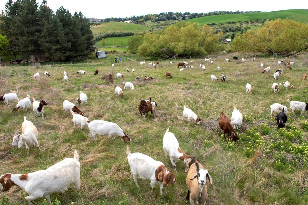 Goats get their bite on