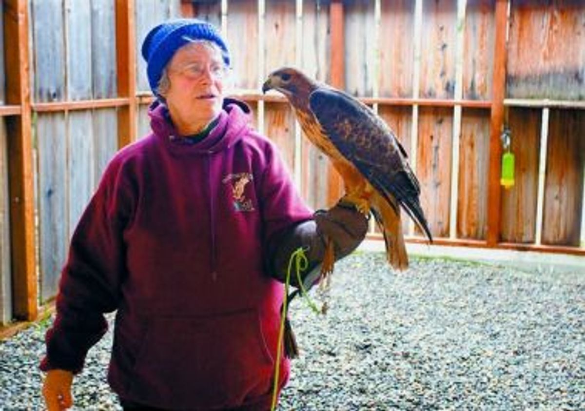Woman volunteers time to rehabilitate birds of prey