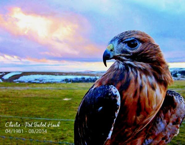 Tooth and Nail: Why Charlie the hawk lived so long