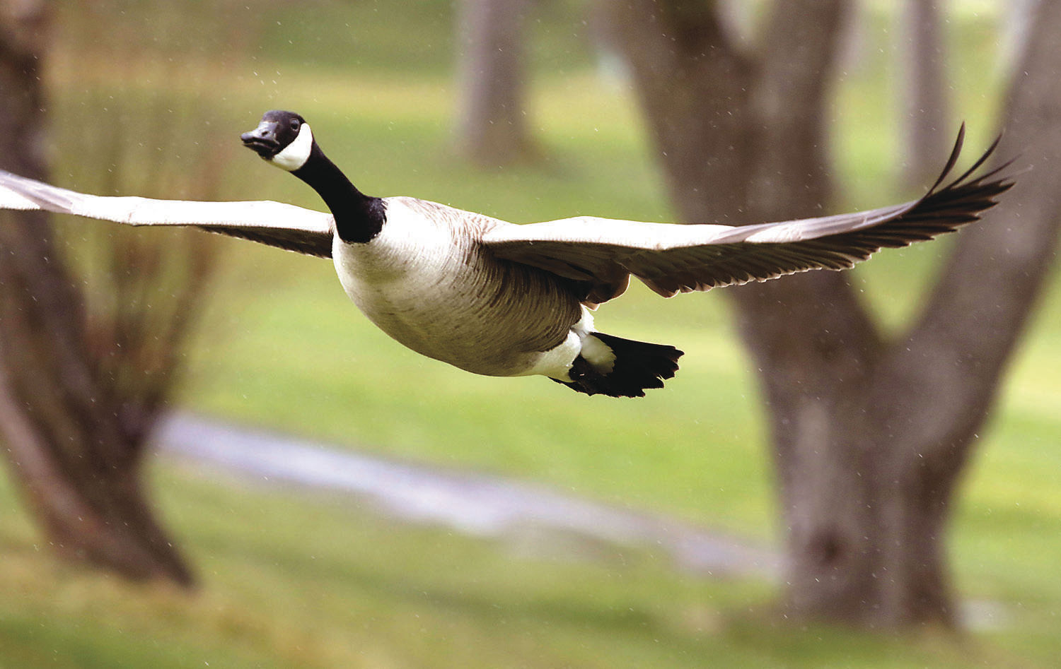 Feature photo: Taking flight