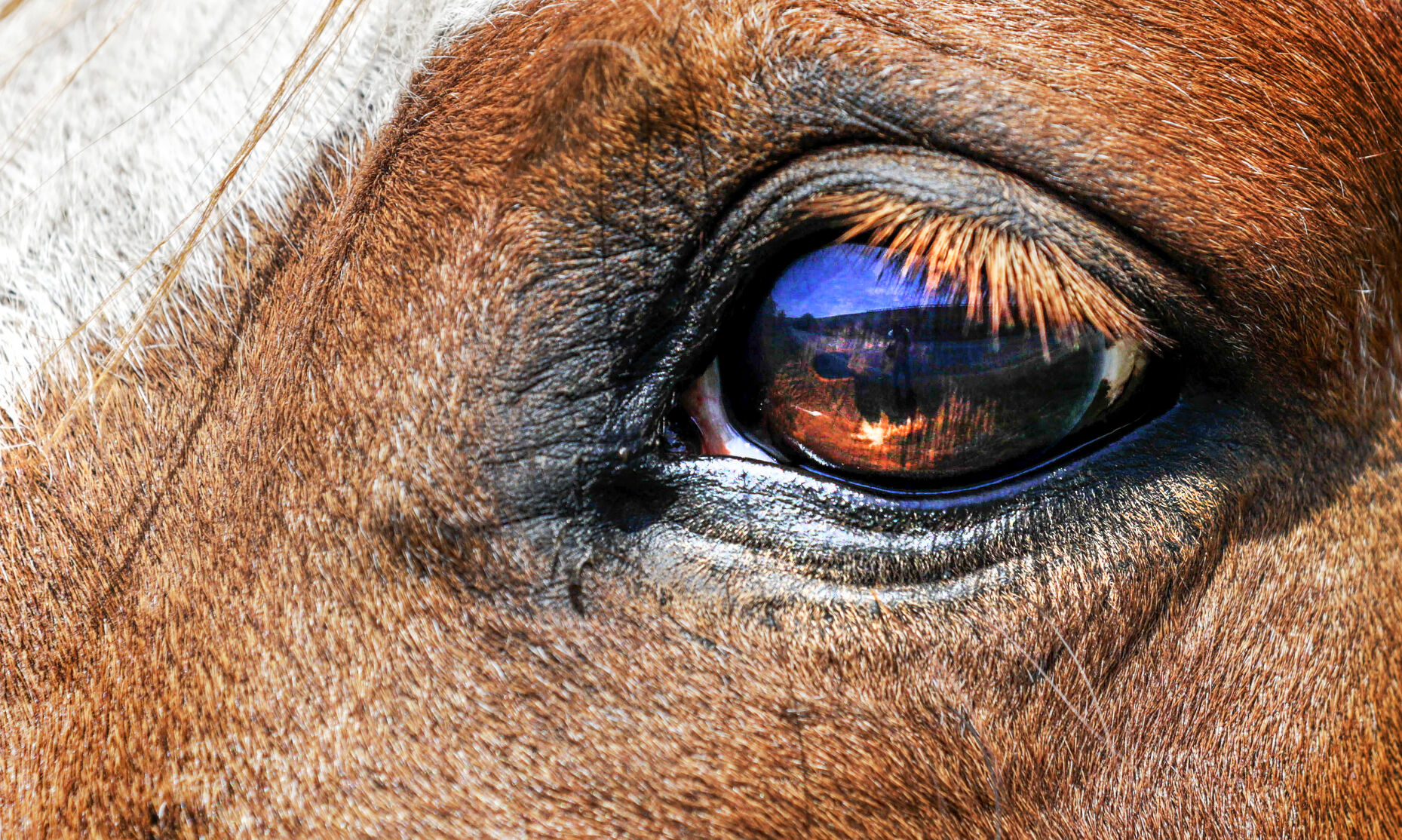 The equine eye