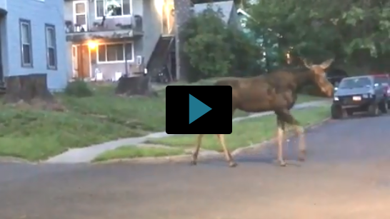 Video: Moose takes pre-dawn walk in Moscow