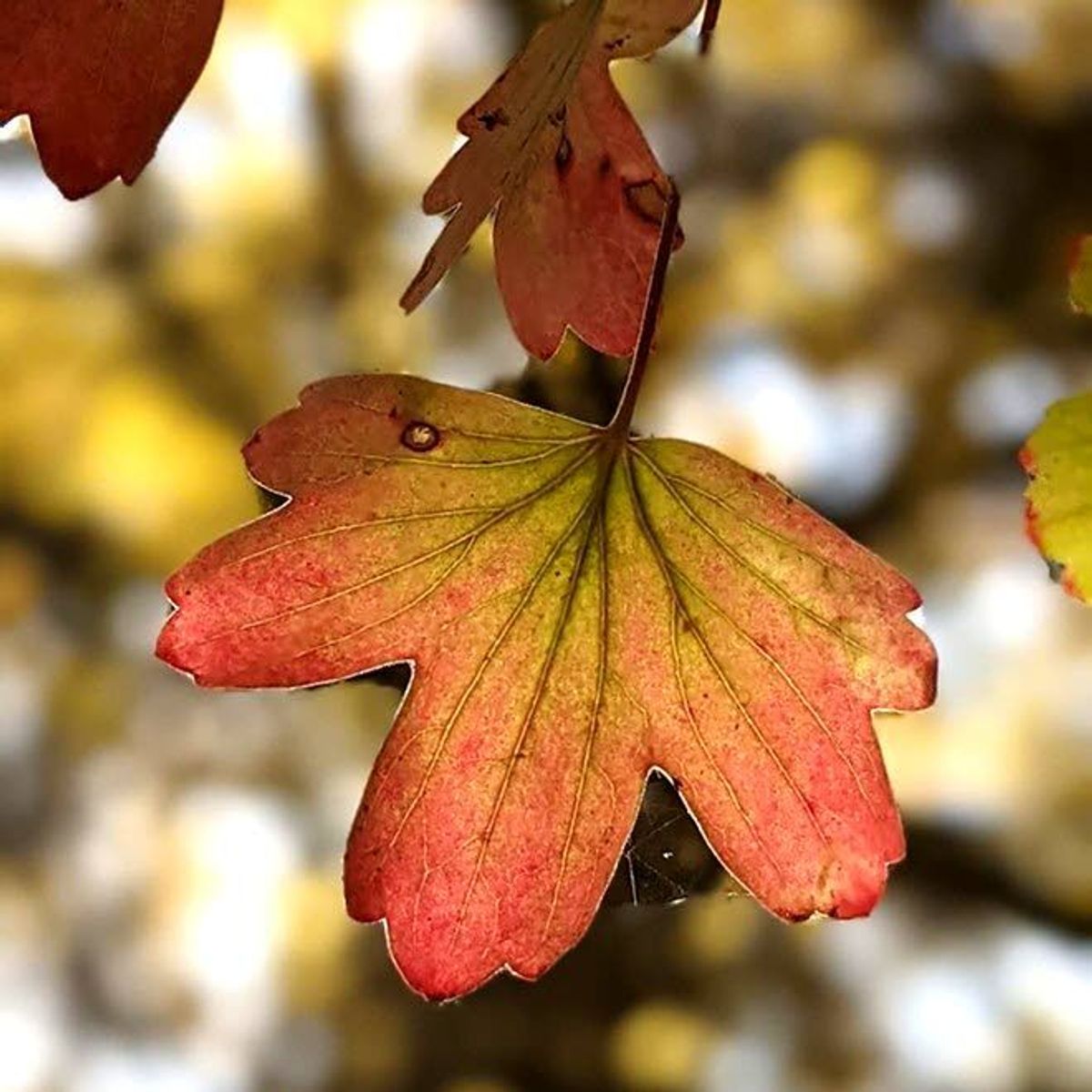 Hanging leaf