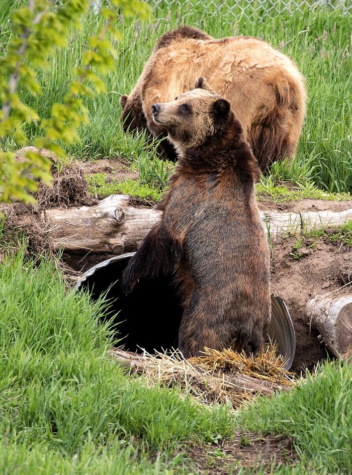 WSU builds new ‘cave’ at Bear Center
