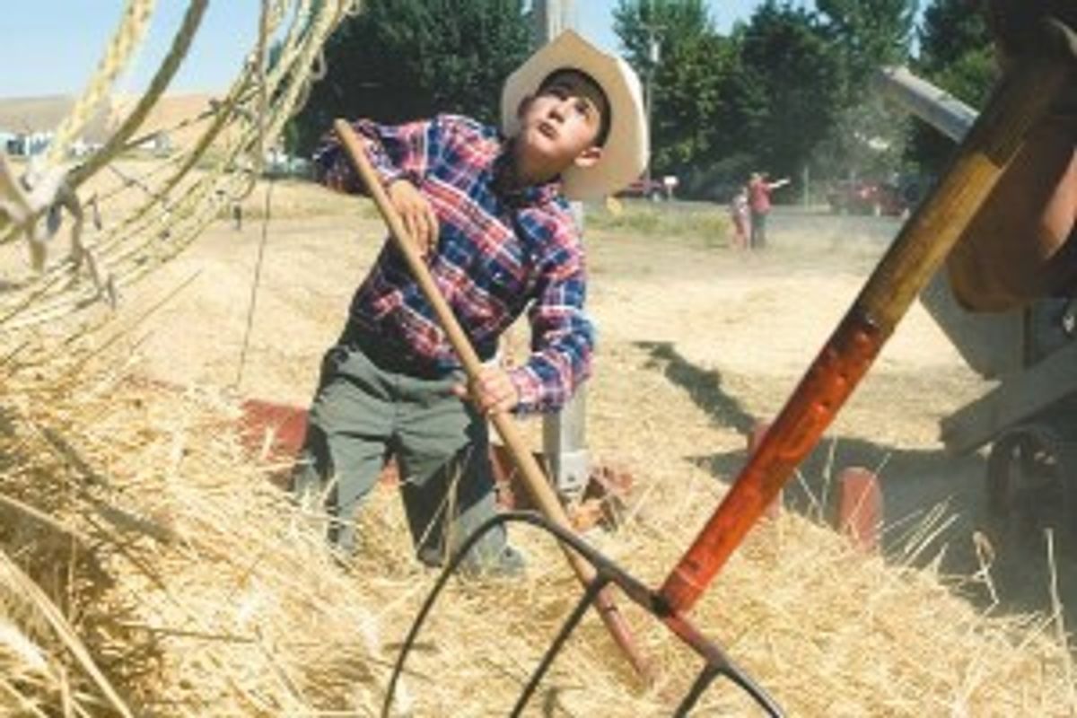 Annual wheat-harvesting bee a learning tool