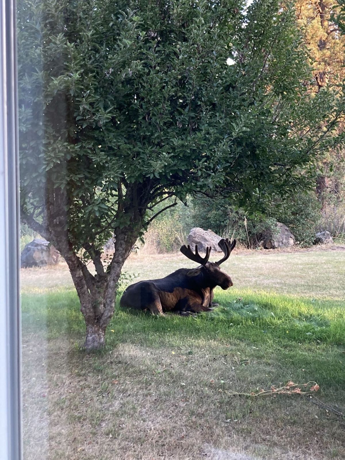 Moose being chill