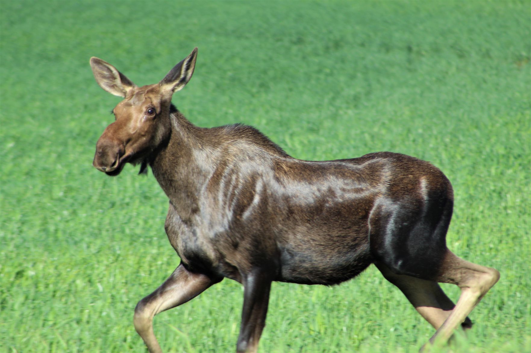 Moose move through Moscow on Monday
