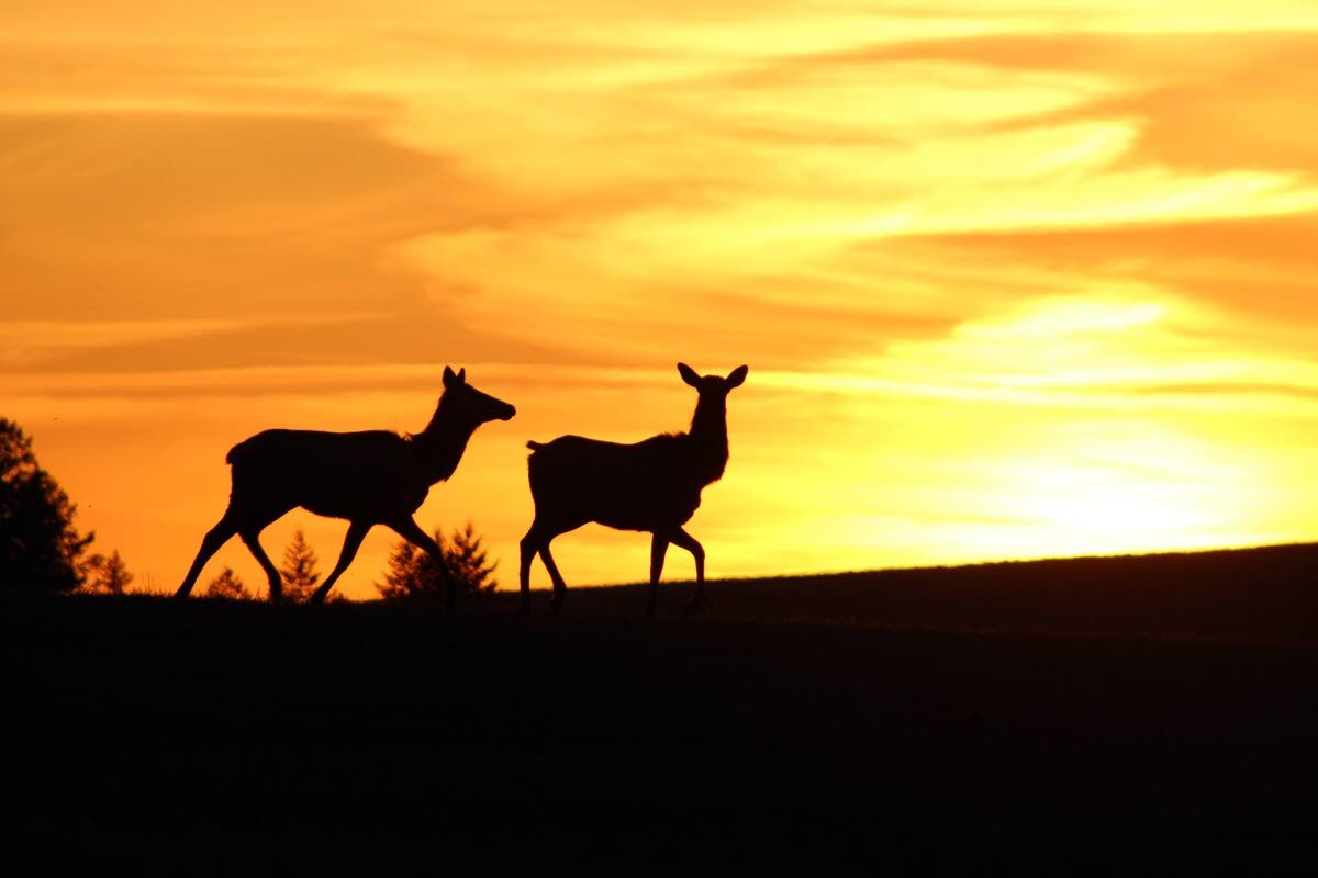 Elk at sunset