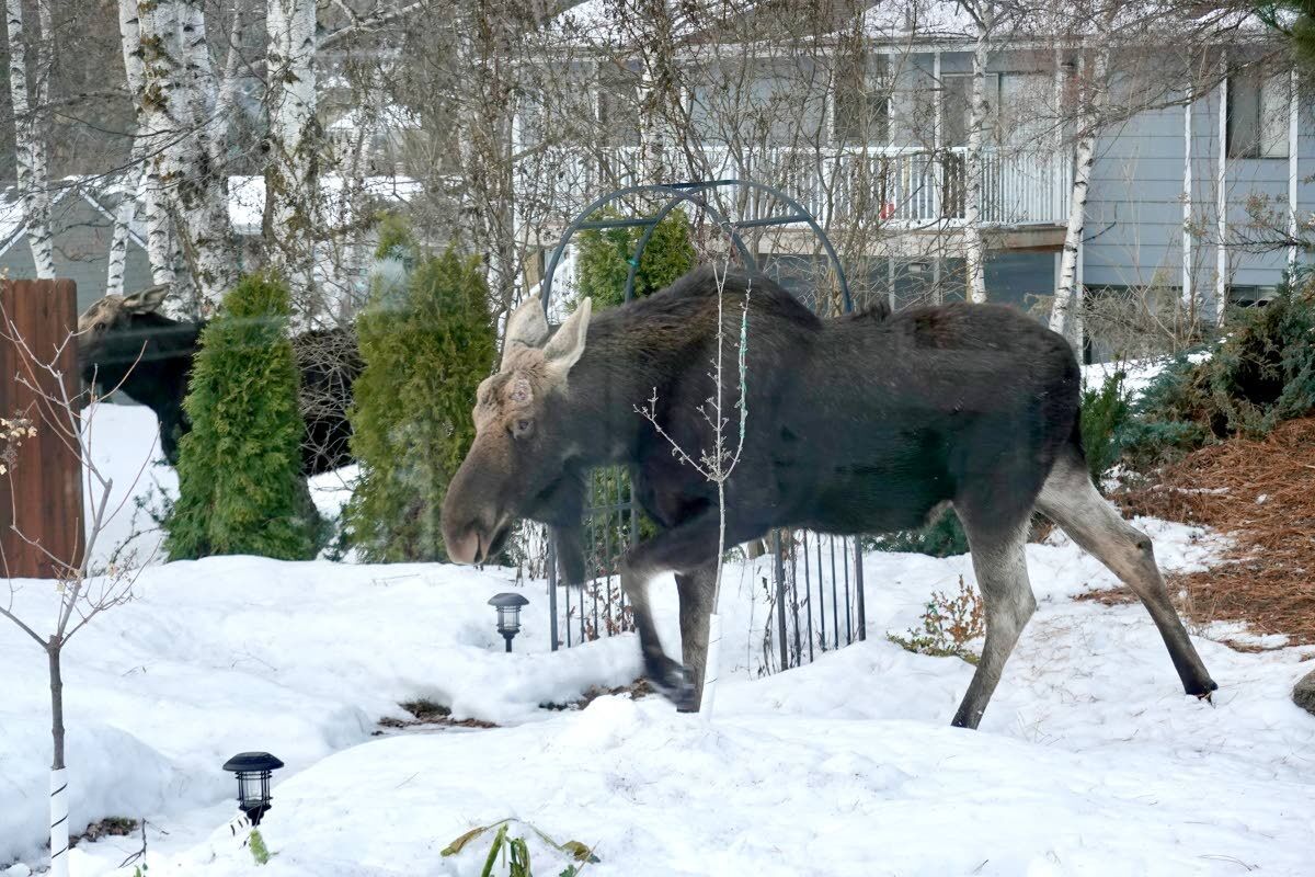 Reader photo of the day: Loose in Moscow