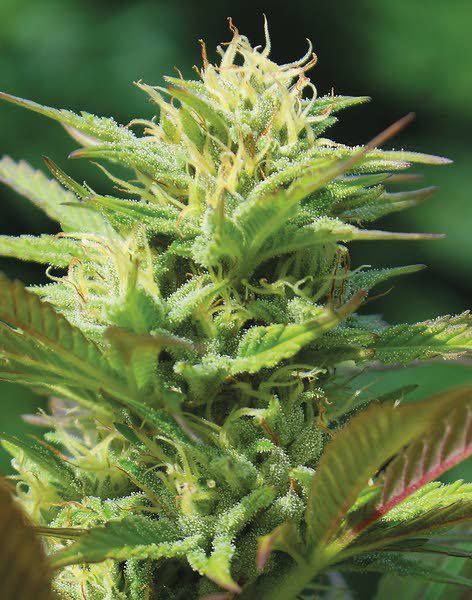 Marijuana makes millions