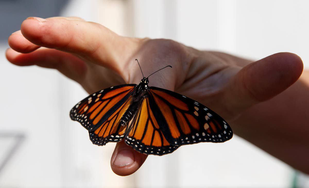 Plight of the monarchs: Trump order weakens protections
