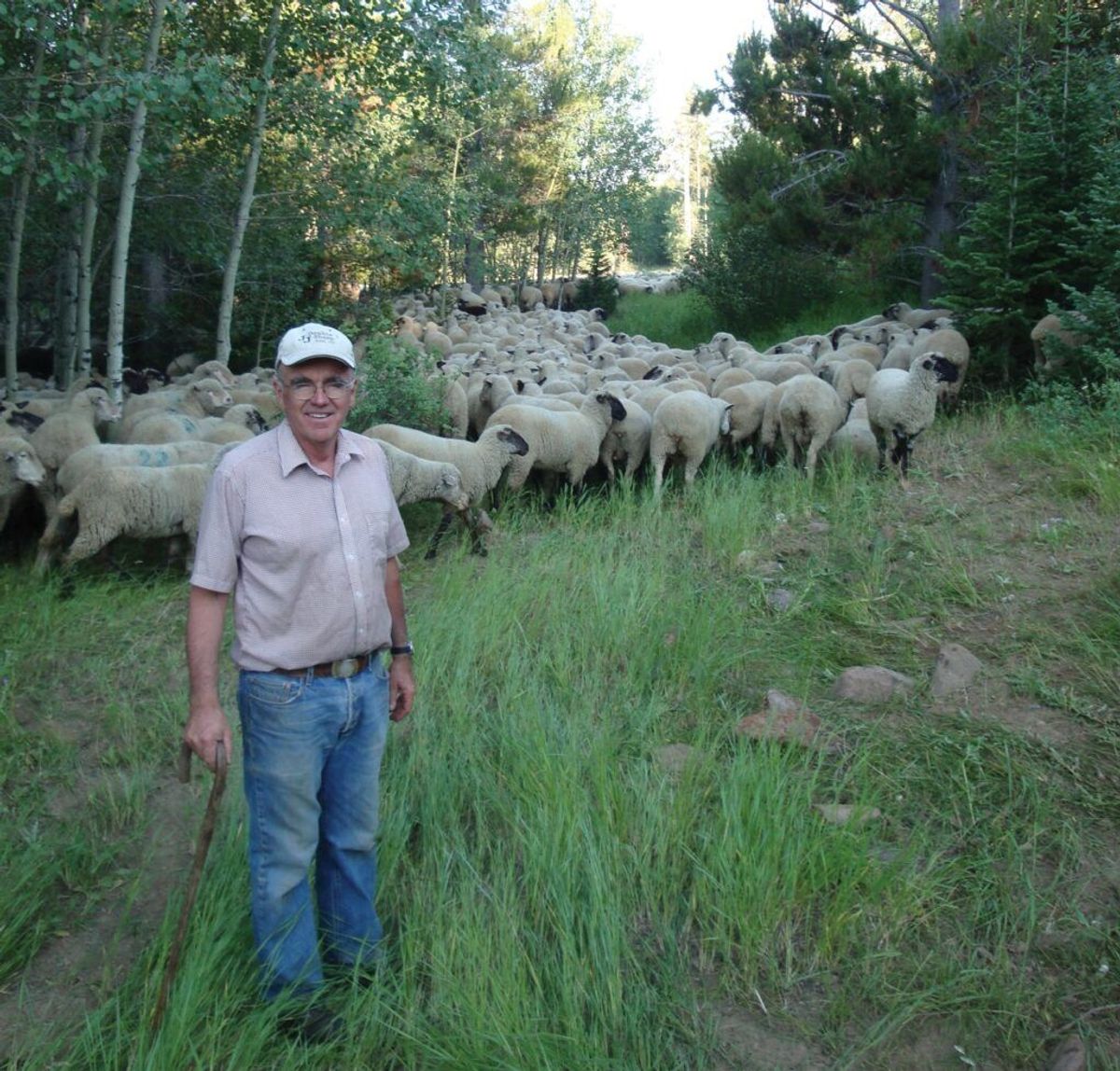 Idaho sheep operations in danger of extinction