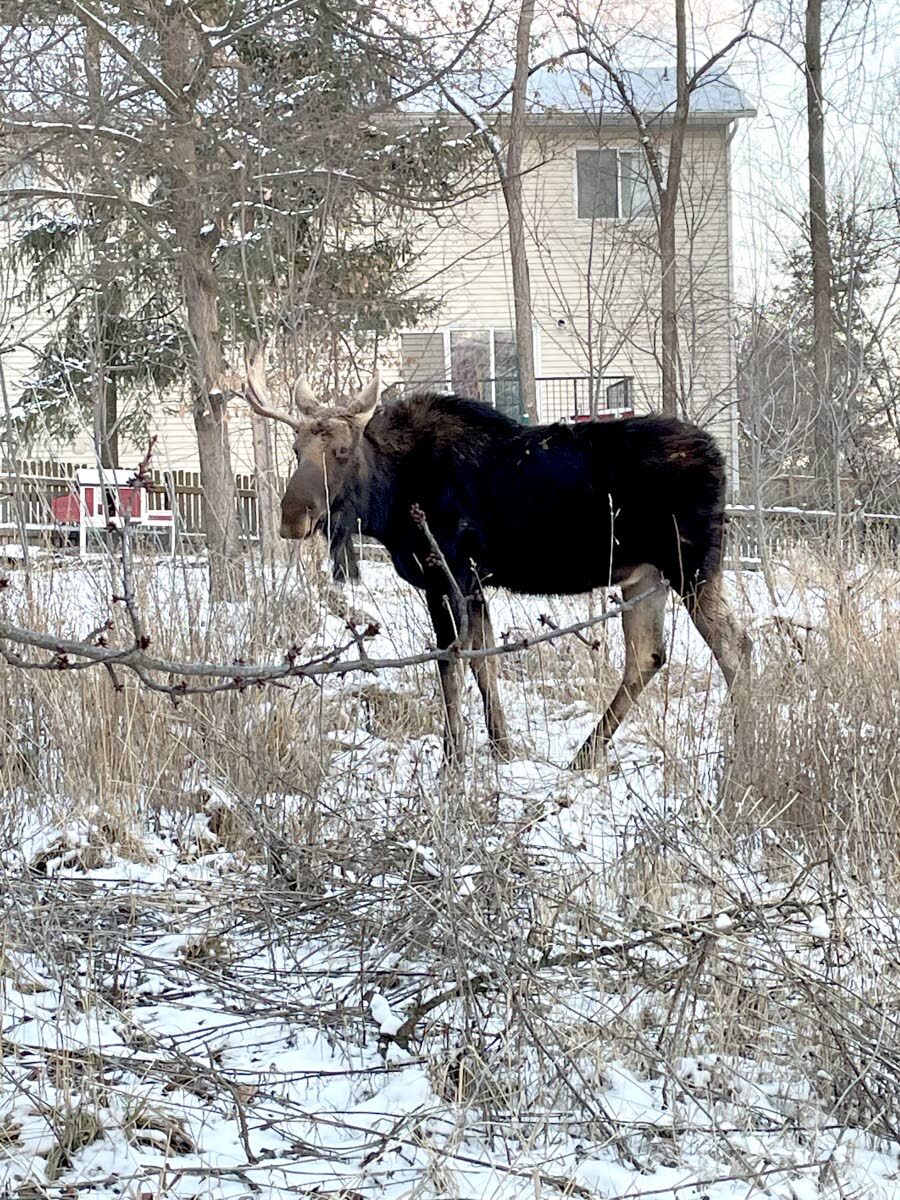 Moscow moose