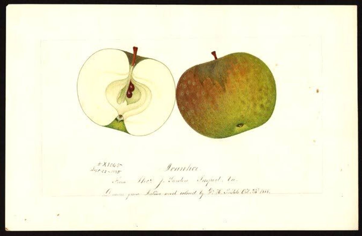 Lost apples rediscovered on Palouse