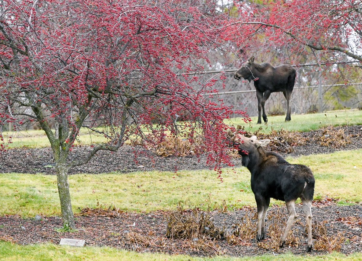 Moose sightings