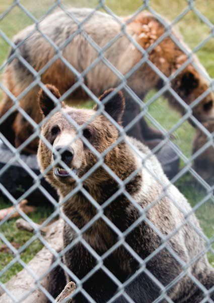 WSU implements outside recommendations to its Bear Center facility