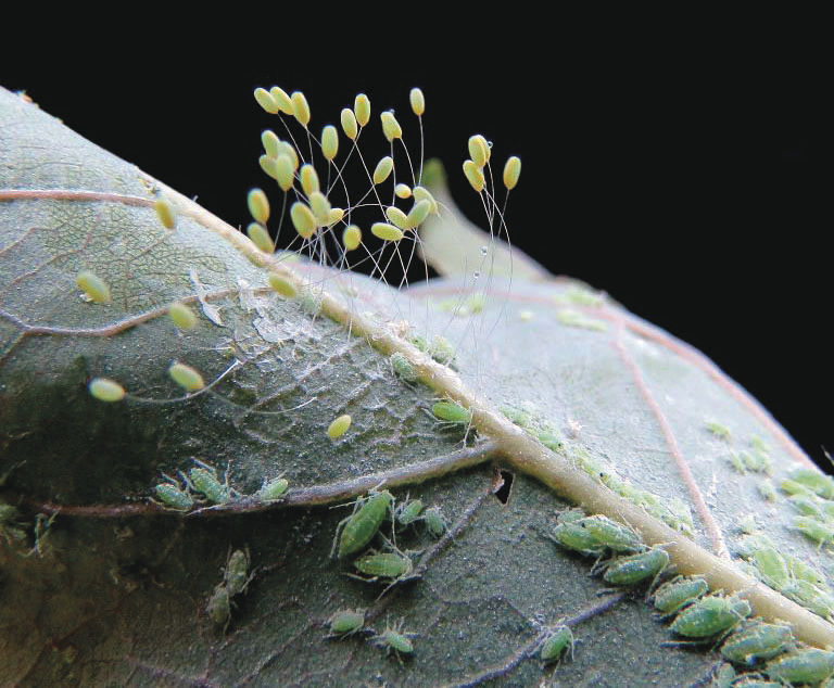 Green lacewing eggs