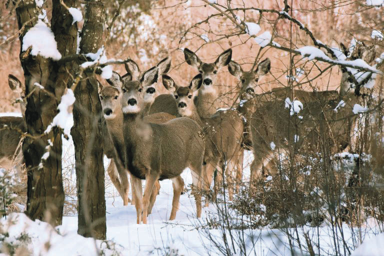 Deer gathering