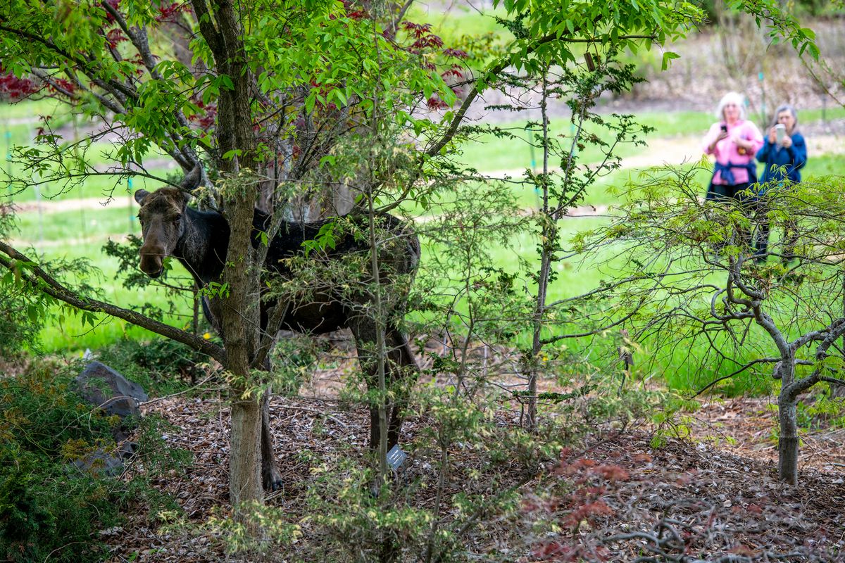 Photo: Moscow moose