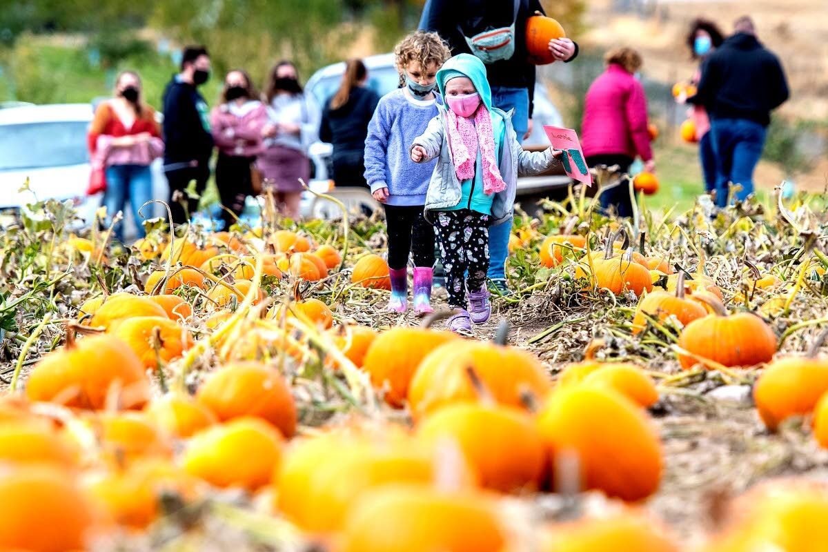 Annual pumpkin festival in Pullman has twist this year