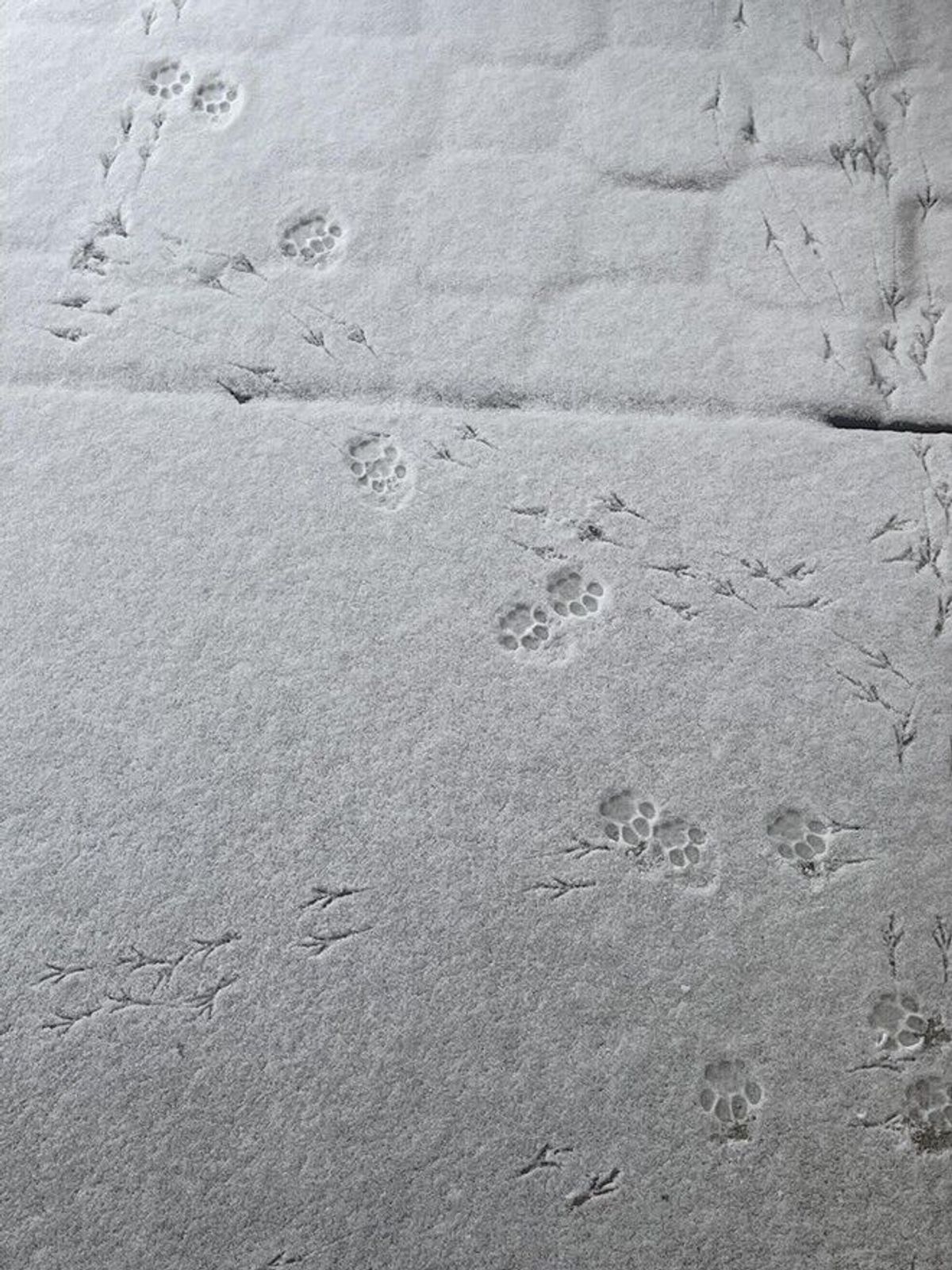 Little cat feet