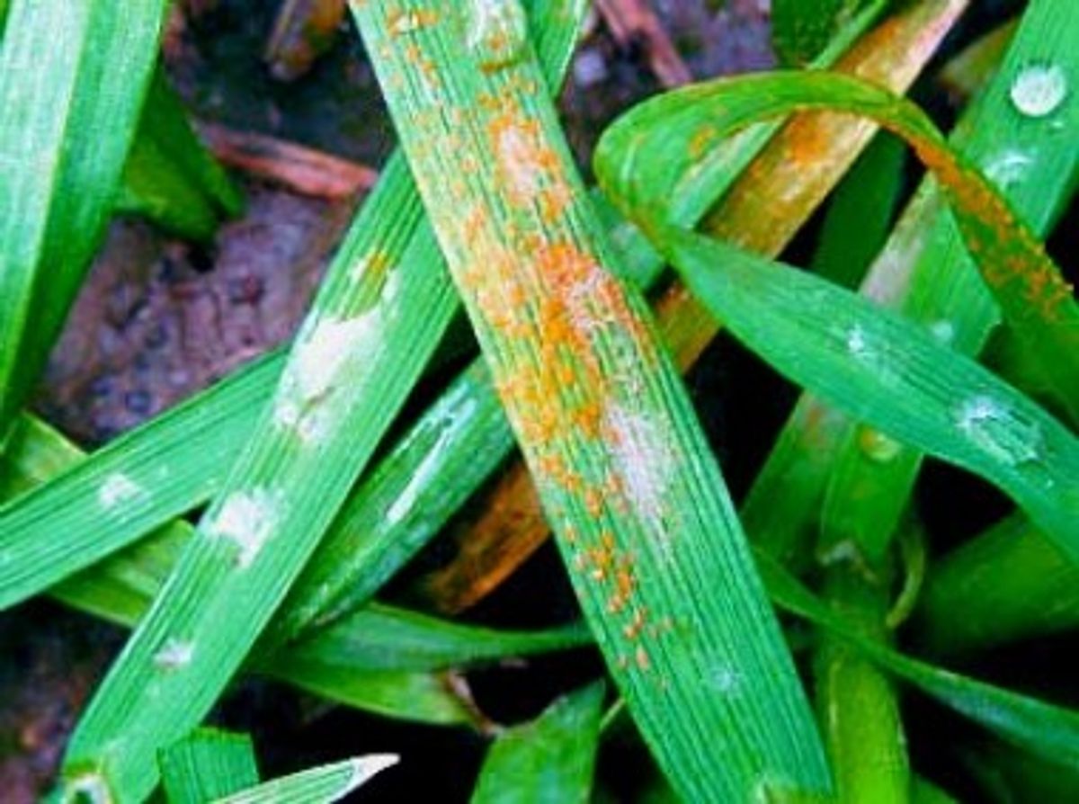 Stripe rust hits early growth crops