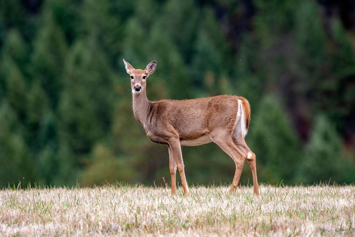 Washington officials confirm CWD case in Spokane County
