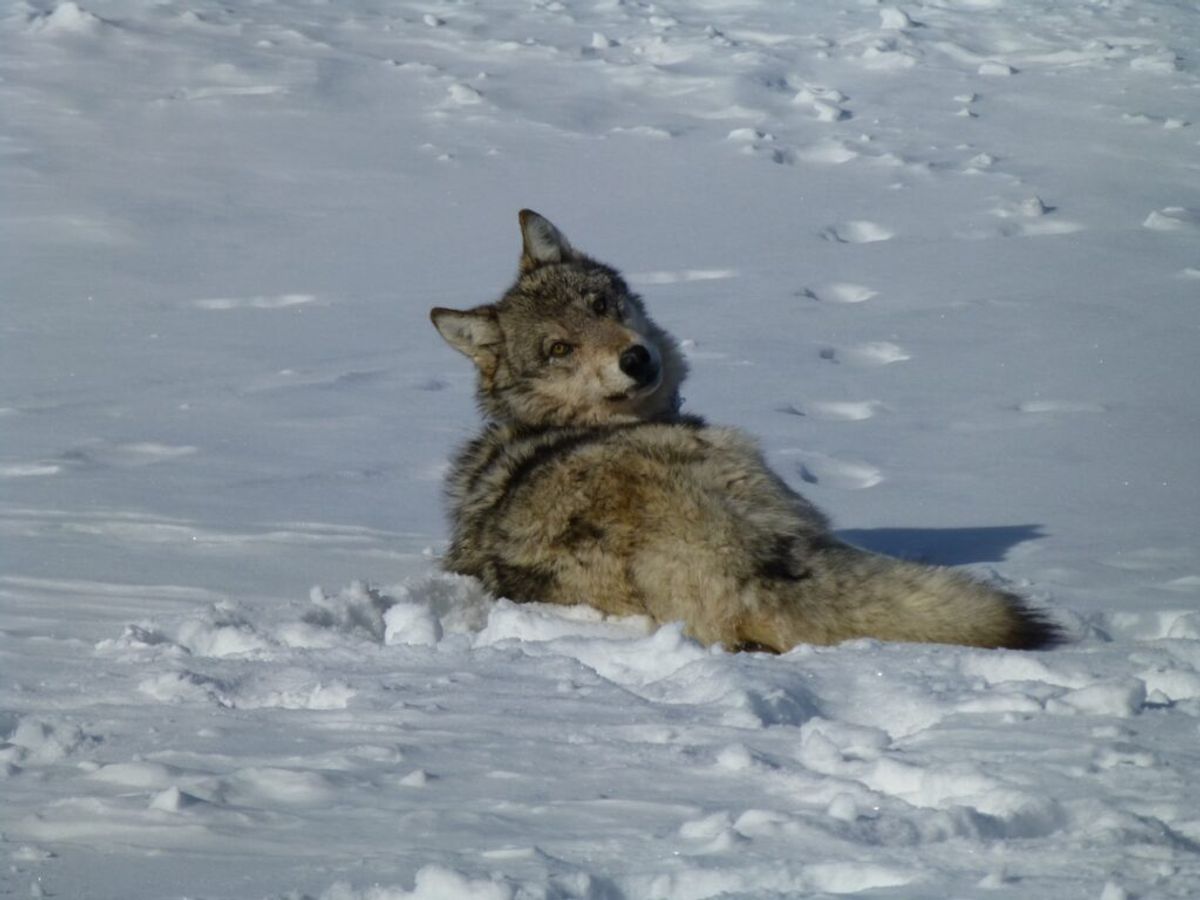 Conservation group to sue feds over lack of national wolf re...