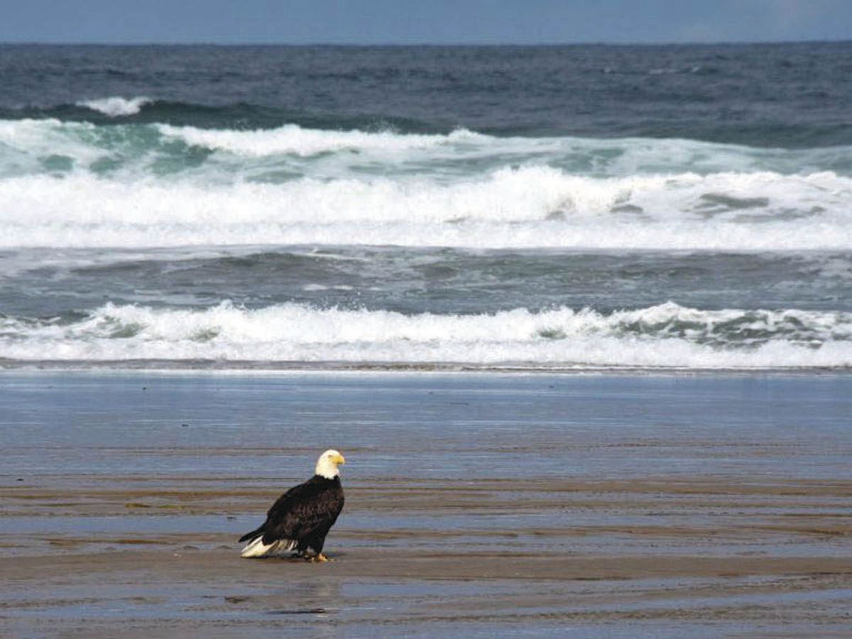 Bald eagle sighting