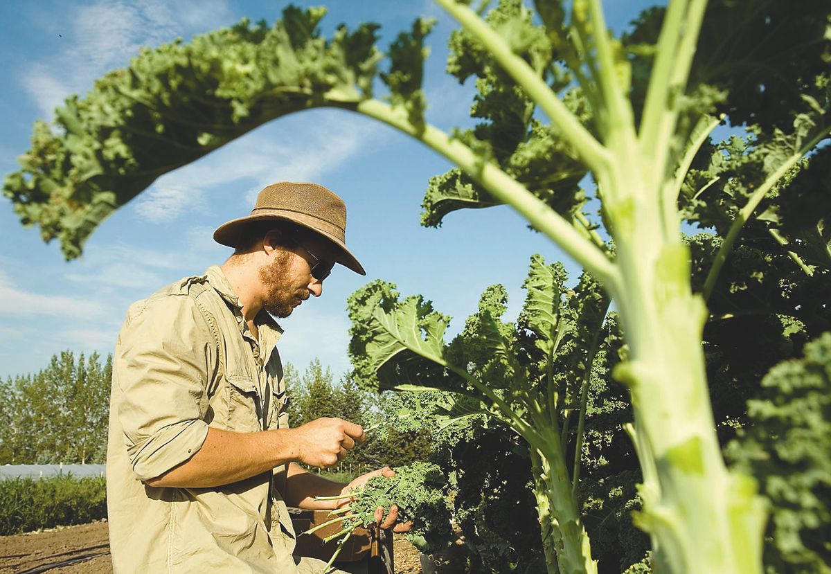 WSU organic farm moving to campus