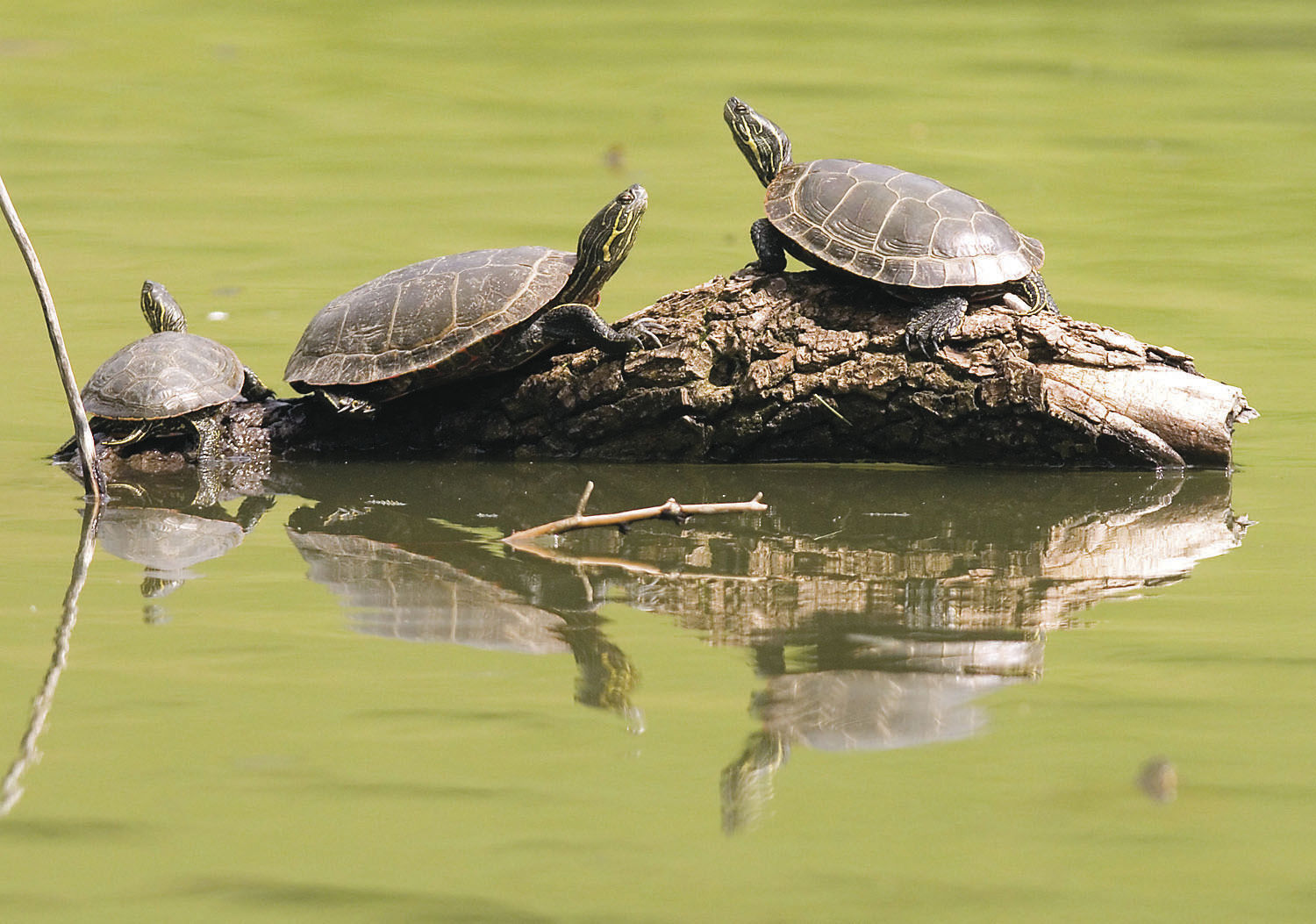 Featured Photo: Turtles at Sunnyside Park