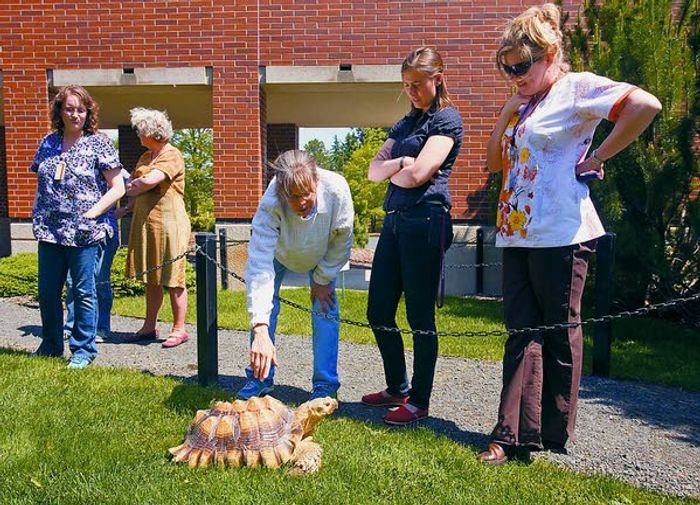 WSU says goodbye to 3-legged tortoise (w/video)