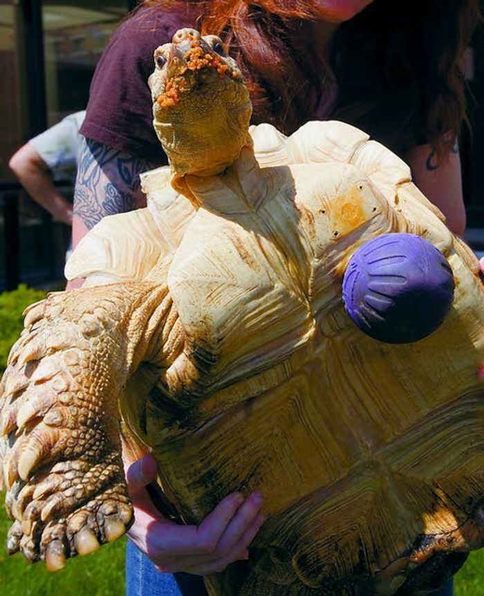 WSU says goodbye to 3-legged tortoise (w/video)